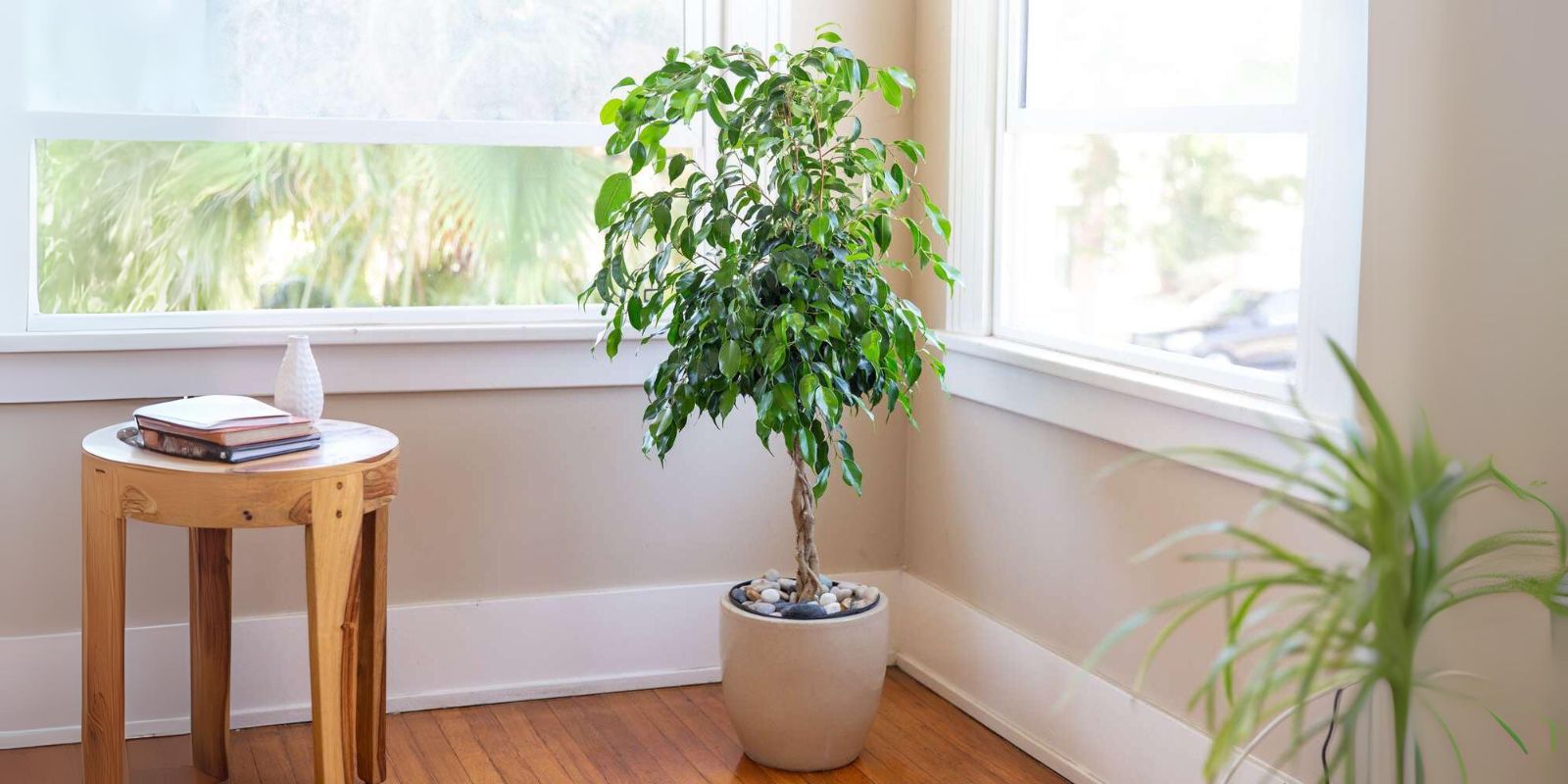 15 Most Popular Indoor Plants In Dubai | AV Landscaping UAE