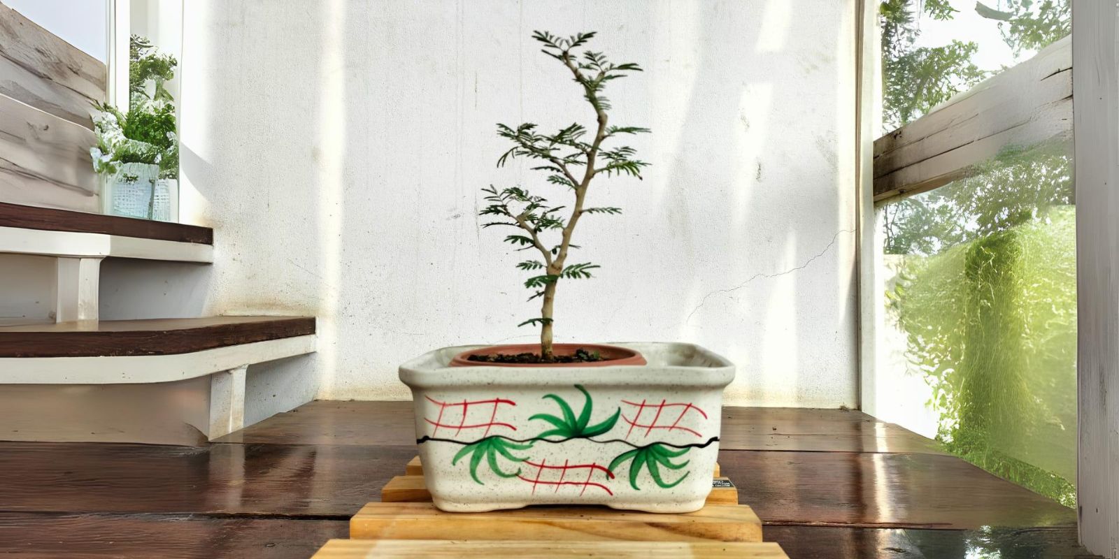 15 Most Popular Indoor Plants In Dubai | AV Landscaping UAE