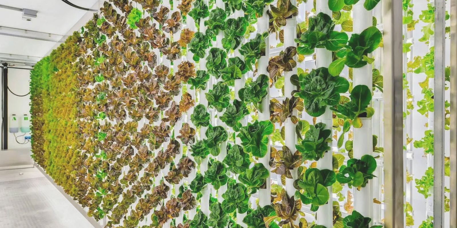 Professional Vertical Garden Ideas In Dubai | AV Landscaping UAE