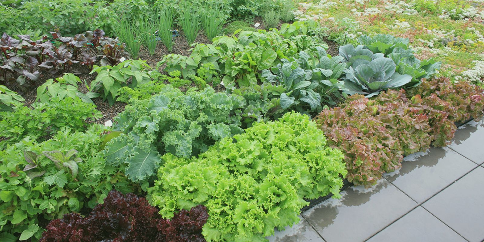 Professional Terrace Garden Ideas In Dubai | AV Landscaping UAE