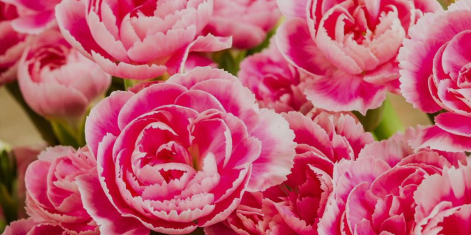 6 Types Of Romantic Flowers To Express Love | AV Landscaping UAE
