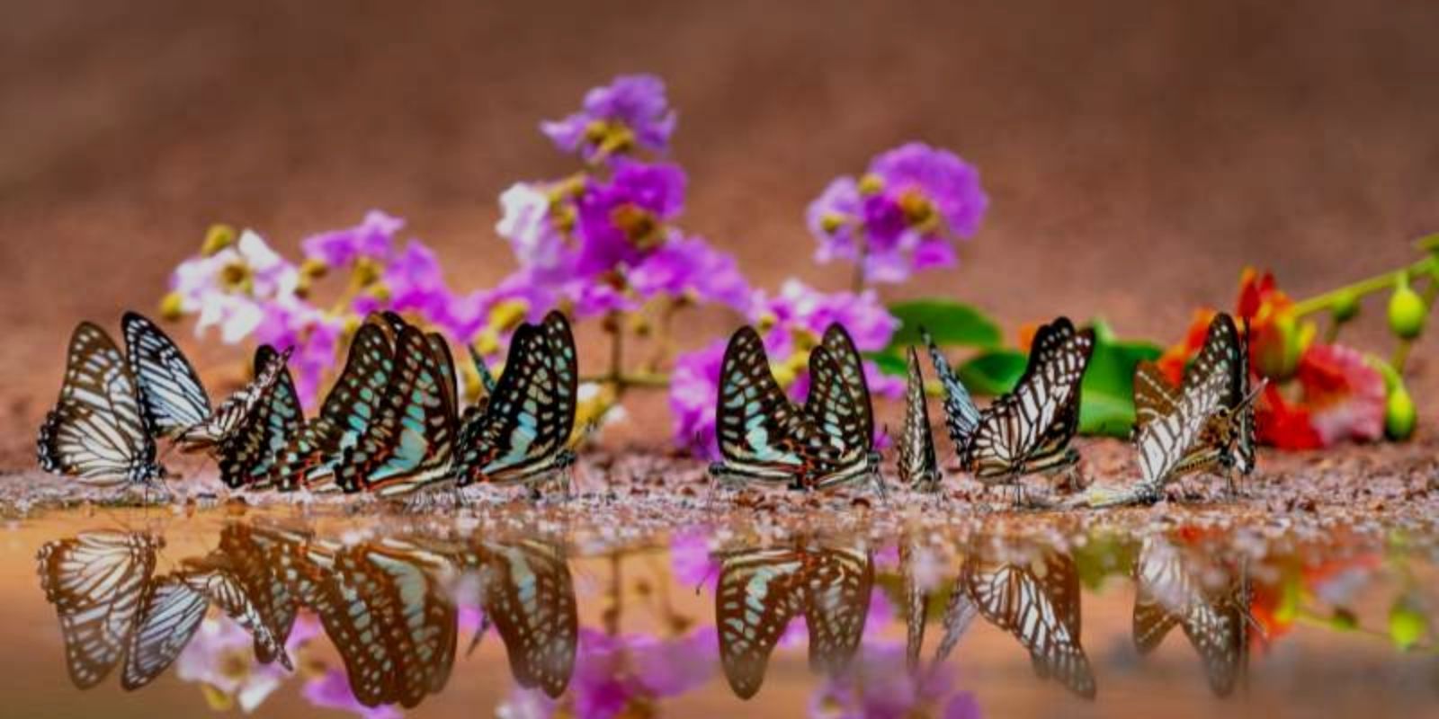 6 Creative Butterfly Garden Ideas | AV Landscaping UAE