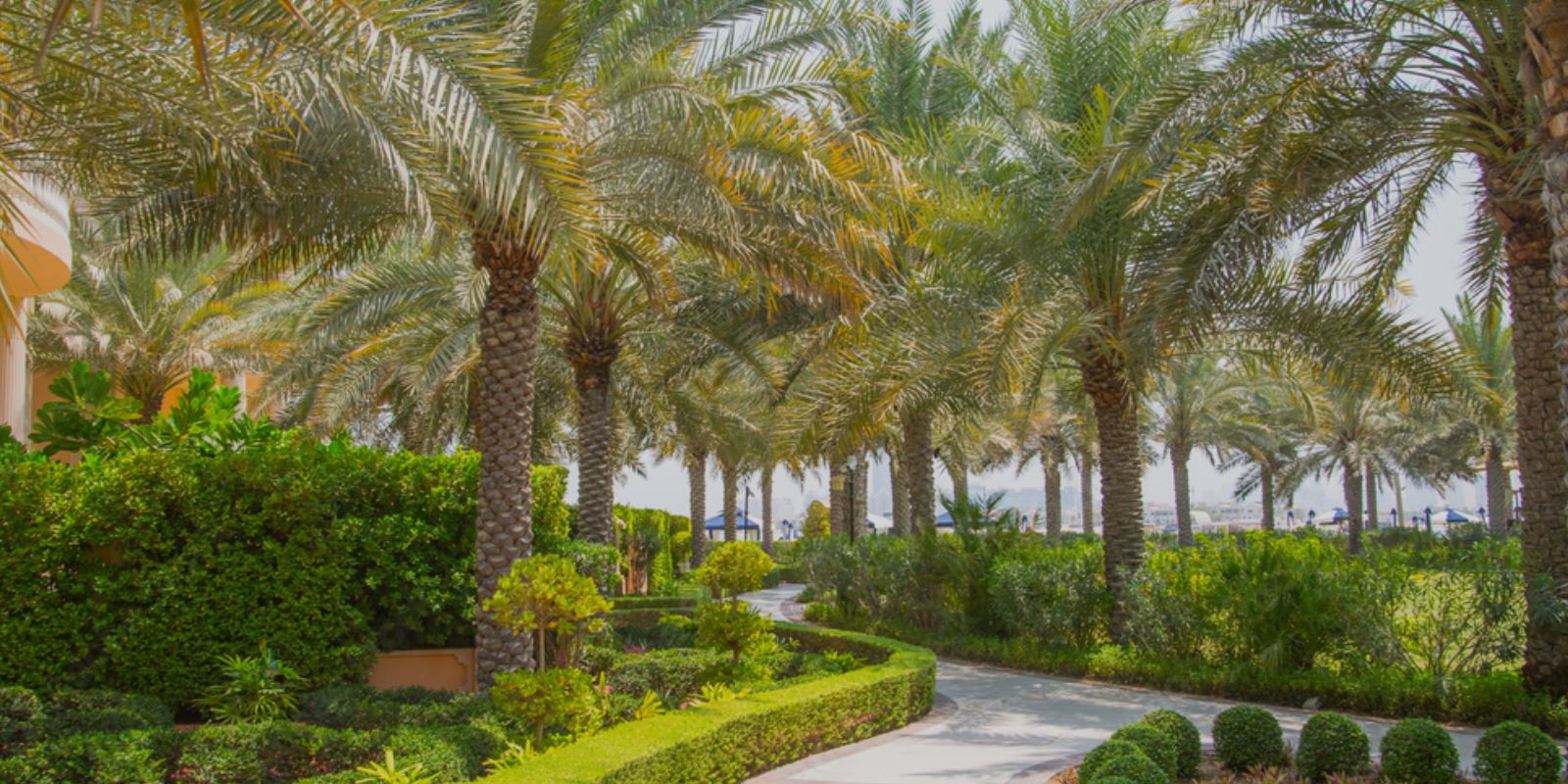 6 Stunning Ideas To Create A Dubai Garden At Home | AV Landscaping UAE