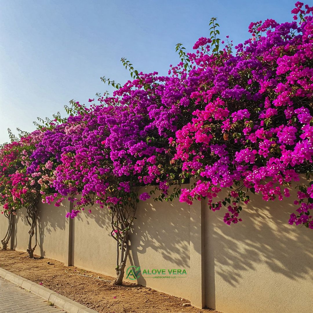 Top 5 Plants To Grow On Your Outdoor Boundary Wall In Dubai | AV ...