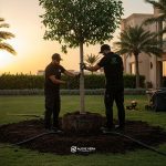 10 Best Front Yard Trees In UAE | AV Landscaping UAE