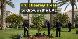 Top Fruit Trees To Grow In The UAE | AV Landscaping UAE